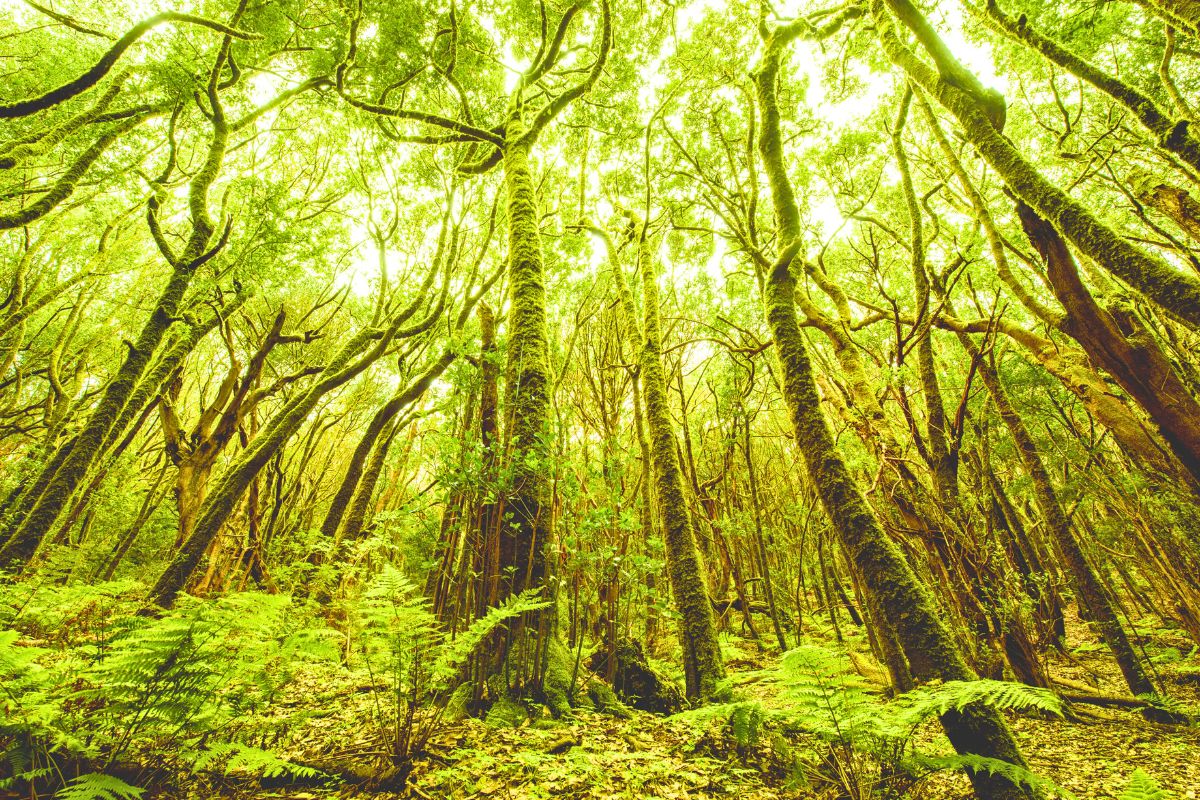 La Palma: Descubre la magia de esta hermosa Isla Canaria
